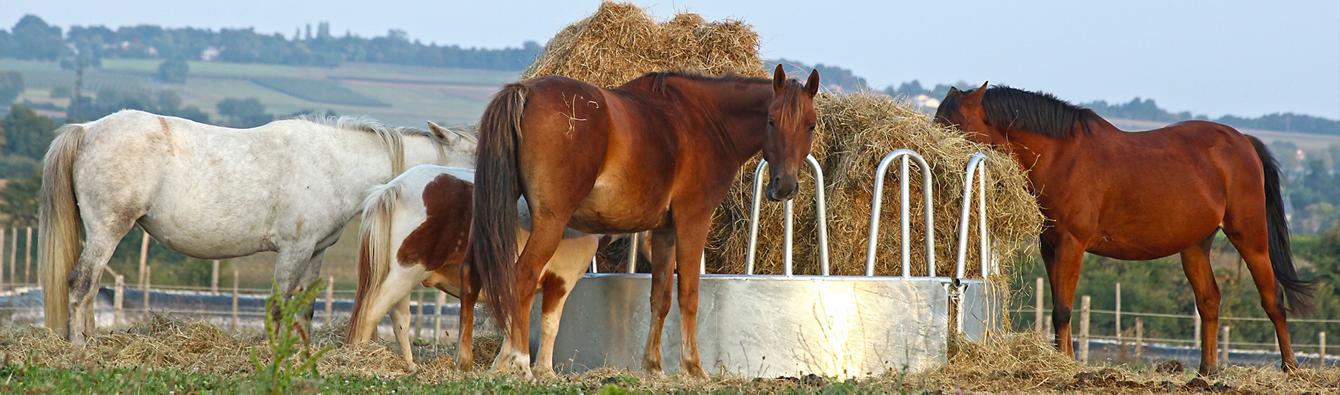 Mag- och tarmhälsa - Equibiome Nordics